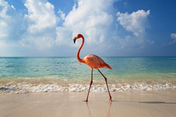 Holbox Island and Cenote Full Day Tour - Authenticity and Traveler Feedback