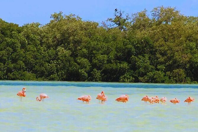 Holbox Island Experience with Lunch - The Long Day: Duration and Comfort