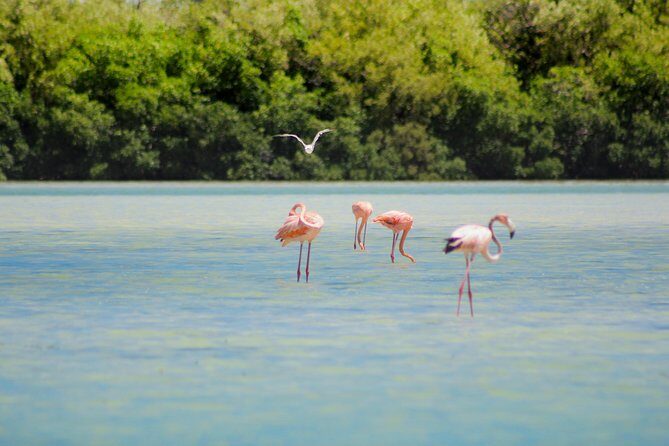 Holbox Island Tour in Mexico with Lunch - Guide and Experience Quality