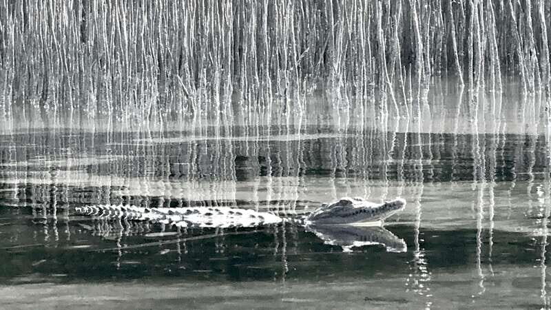 Holbox: Mangrove Sunset Kayak Tour - Practical Details and Value