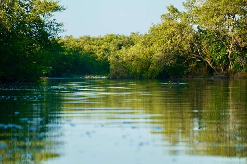 Holbox: Mangrove Sunset Kayak Tour - Review Highlights