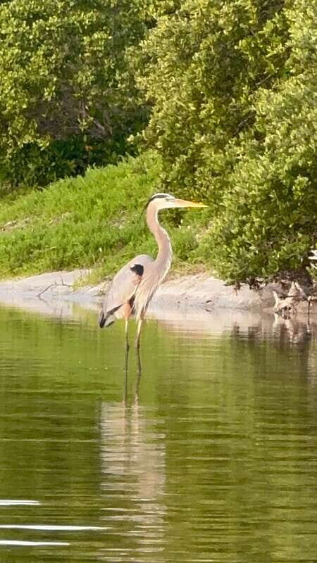 Holbox: Mangrove Sunset Kayak Tour - FAQ