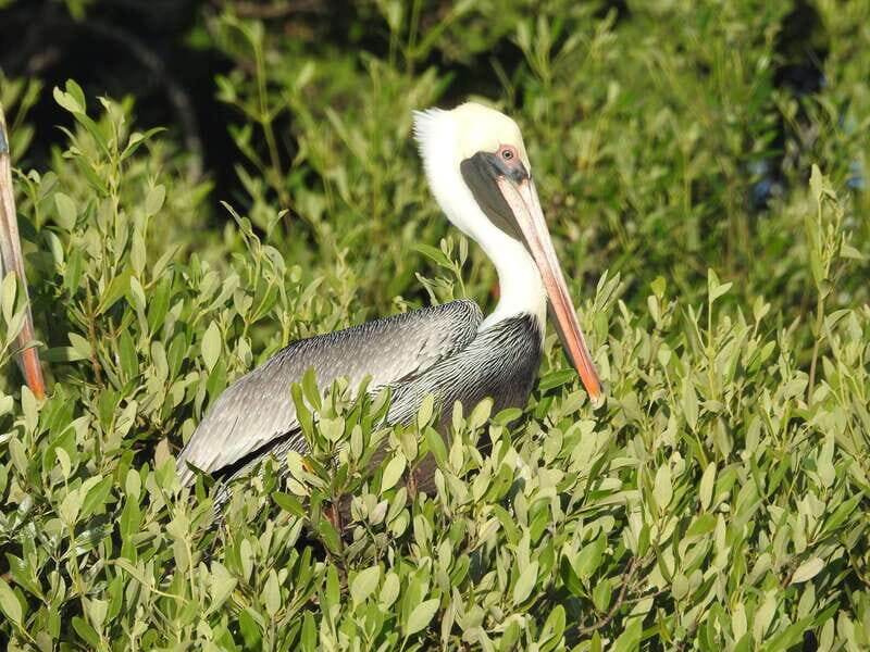 Holbox: Sunrise Kayak Tour through the Mangroves - Key Points