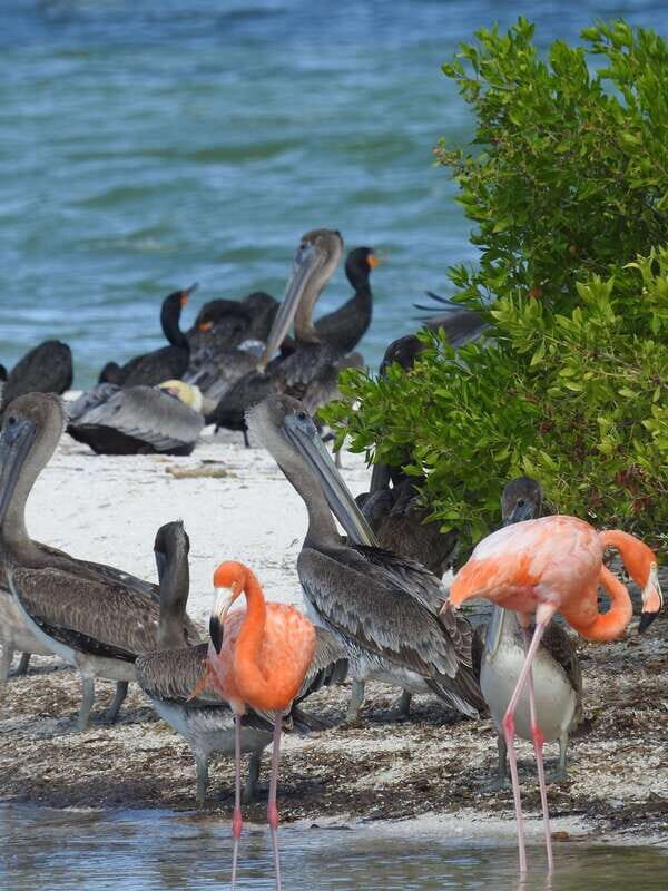 Holbox: Sunrise Kayak Tour through the Mangroves - Key Points