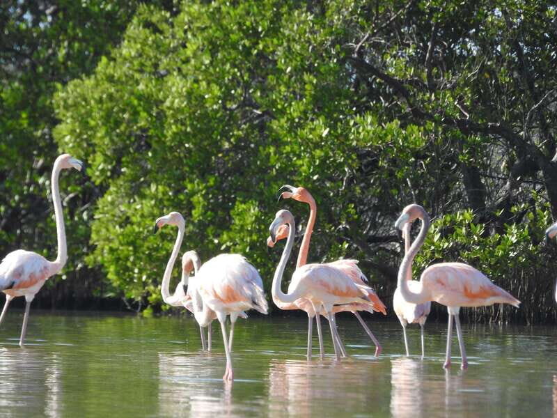 Holbox: Sunrise Kayak Tour through the Mangroves - The Sum Up: Is It Worth It?