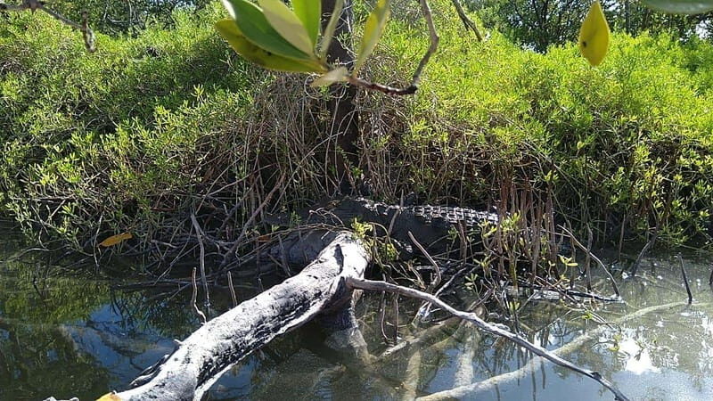 Holbox: Sunrise Kayak Tour through the Mangroves - FAQ