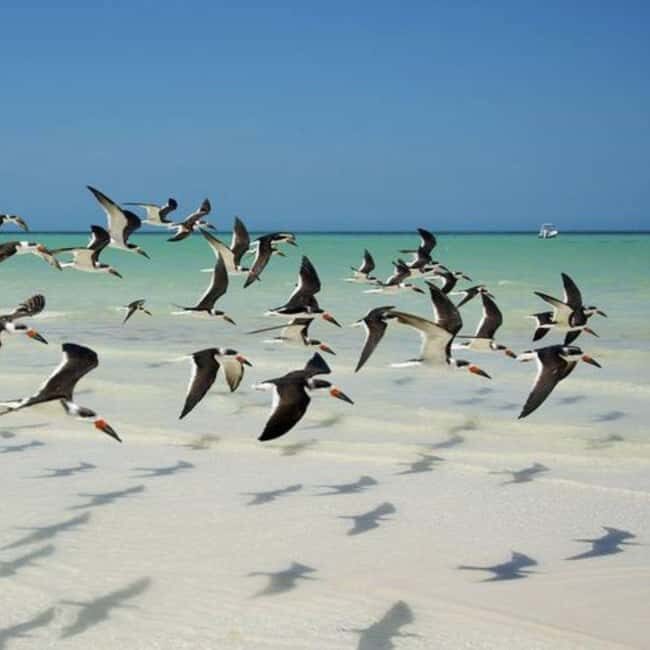 Holbox: Tour of Holbox Island, Isla Pasión, and Punta Mosquito. - FAQ