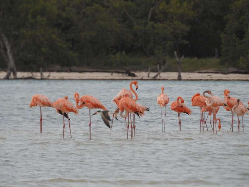 Holbox: Yalahau, Passion Island and Punta Mosquito Boat Tour - Key Points