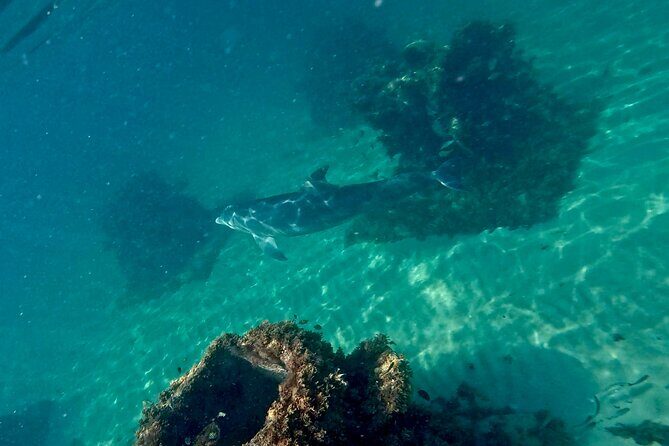Hollywood Snorkel, Kayak & Paddleboard with Reefs and Sculptures - The Sum Up