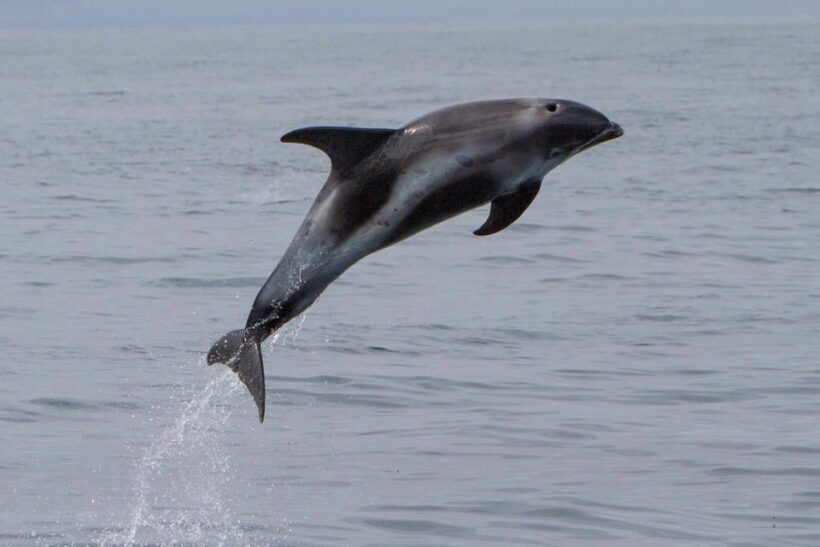 Hólmavík: Whale Watching Tour - What the Reviews Say