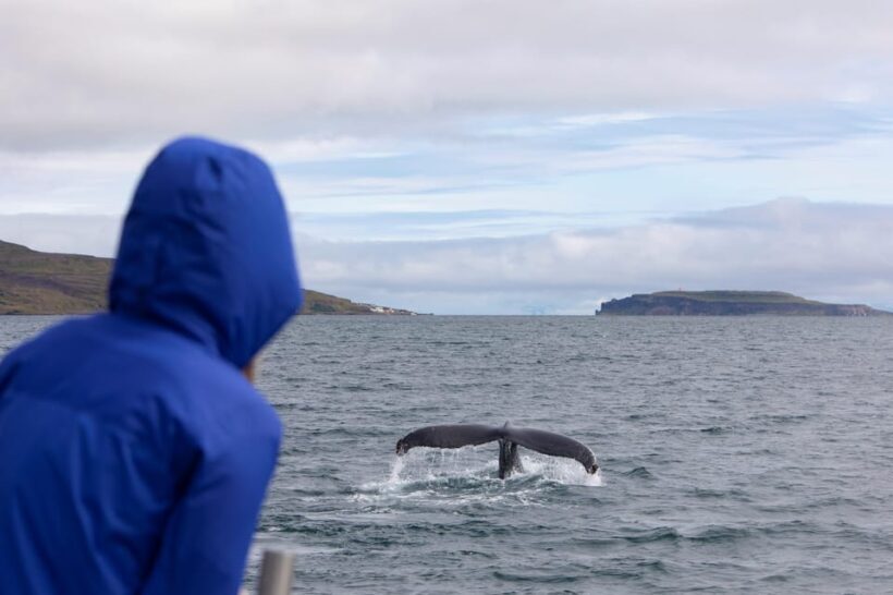 Hólmavík: Whale Watching Tour - Practical Tips