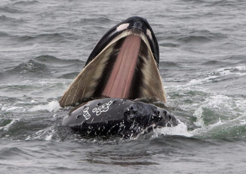 Hólmavík: Whale Watching Tour - Final Thoughts