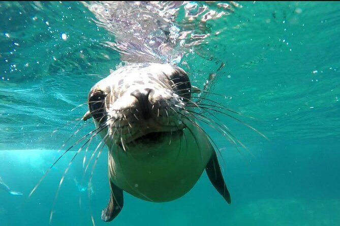 holy spirit island tour - Introduction: An Authentic Marine Day in La Paz