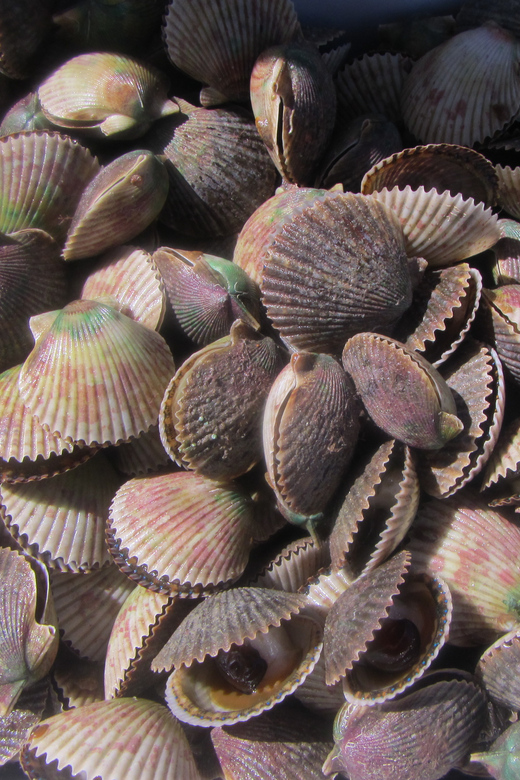 Homosassa: Snorkel & Scallop Hunt in Gulf of Mexico - Introduction