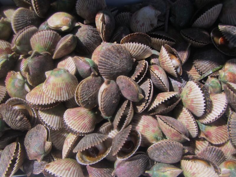 Homosassa: Snorkel & Scallop Hunt in Gulf of Mexico - FAQ