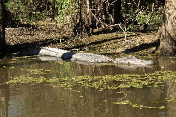 Honey Island Swamp Private Tour with Transport from New Orleans - The Ecosystem and Wildlife Encounters