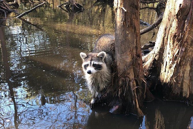Honey Island Swamp Private Tour with Transport from New Orleans - Who Is This Tour Best For?