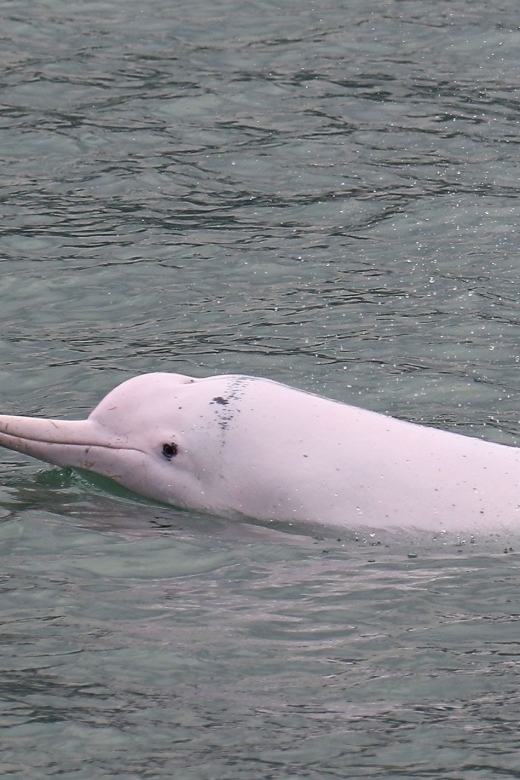 Hong Kong: Dolphin Cruise, Big Buddha, & Lantau Island Tour - Breaking Down the Itinerary: What You Can Expect