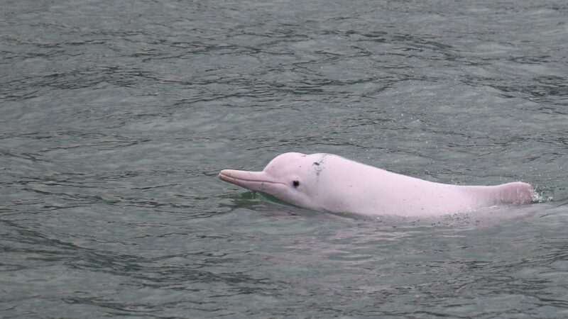 Hong Kong: Dolphin Cruise, Big Buddha, & Lantau Island Tour - Transportation, Timing, and Group Dynamics