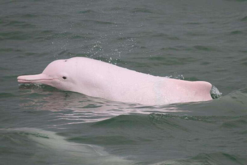 Hong Kong: Lantau Big Buddha Tour with Cable Car - The Sum Up