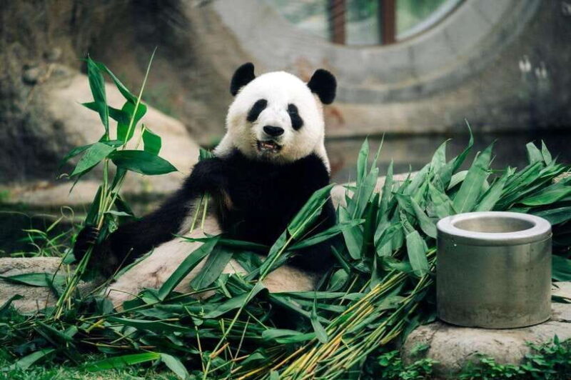 Hong Kong: Ocean Park Entry Ticket - Key Points