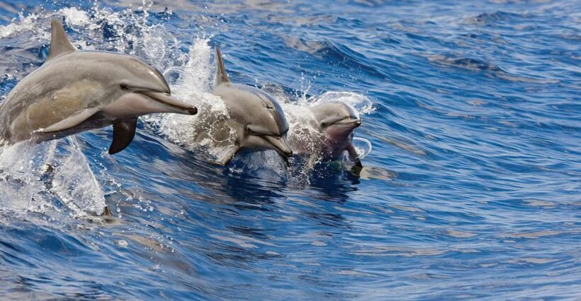 Honokohau: Kona Snorkel and Sail with Drinks and Snacks - An Overview of the Kona Snorkel and Sail Tour