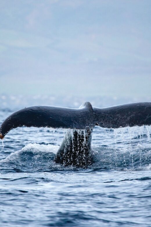 Honokohau: Kona Whale Watching Catamaran Cruise - An Authentic Look at the Kona Whale Watching Cruise