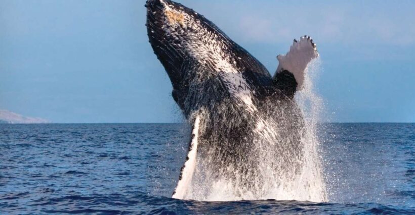 Honokohau: Kona Whale Watching Catamaran Cruise - The Good, the Bad, and the Real