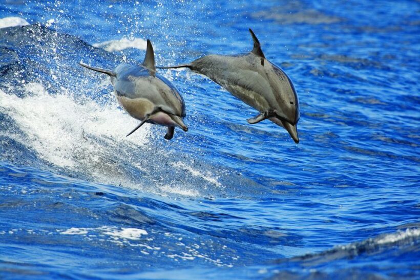 Honokohau: Kona Whale Watching Catamaran Cruise - Analyzing the Value