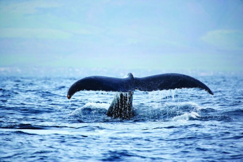 Honokohau: Kona Whale Watching Catamaran Cruise - Final Thoughts