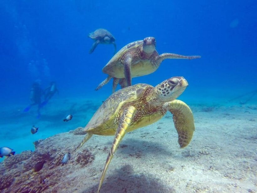 Honolulu: Discover Scuba Diving Experience - Final Words