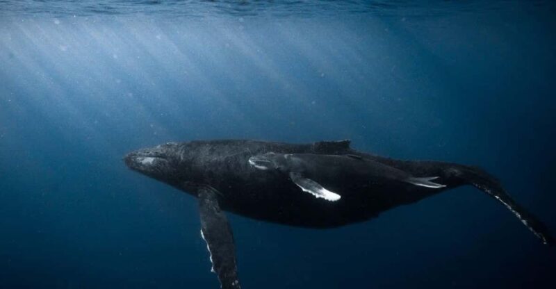 Honolulu: Discover Scuba Diving Experience - What’s Included and What’s Not