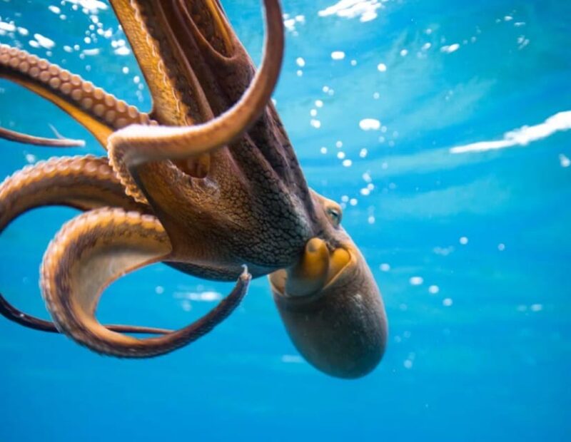 Honolulu: Discover Scuba Diving Experience - FAQ