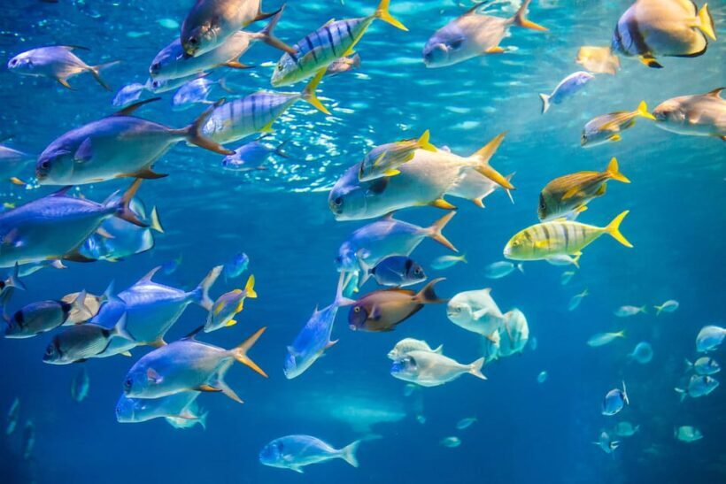 Honolulu: Glass Bottom Boat Tour along Oahu's South Shore - An In-Depth Look at the Experience