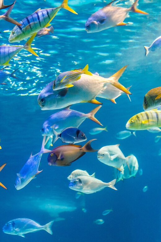 Honolulu: Glass Bottom Boat Tour along Oahu's South Shore - FAQ