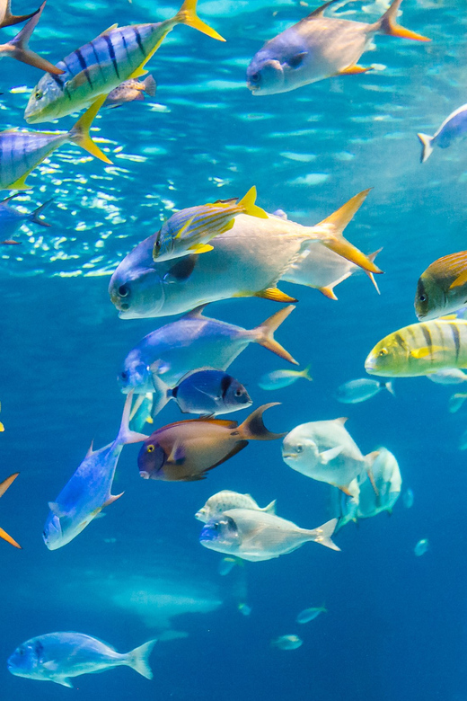 Honolulu: Glass Bottom Boat Tour along Oahu's South Shore - Key Points