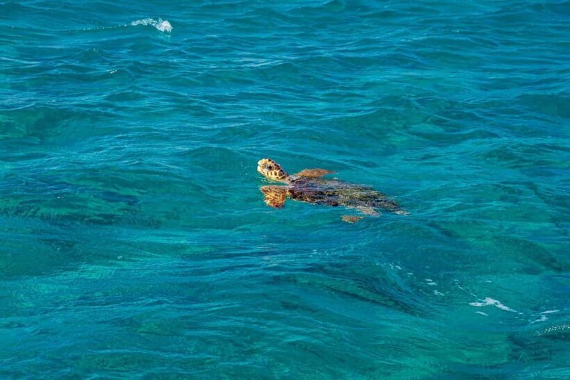 Honolulu: Hanauma Bay Snorkeling Experience w/ Hotel Pickup - Analyzing the Value