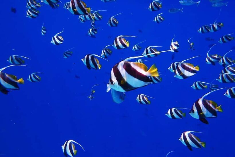Honolulu: Hanauma Bay Snorkeling Experience w/ Hotel Pickup - Frequently Asked Questions