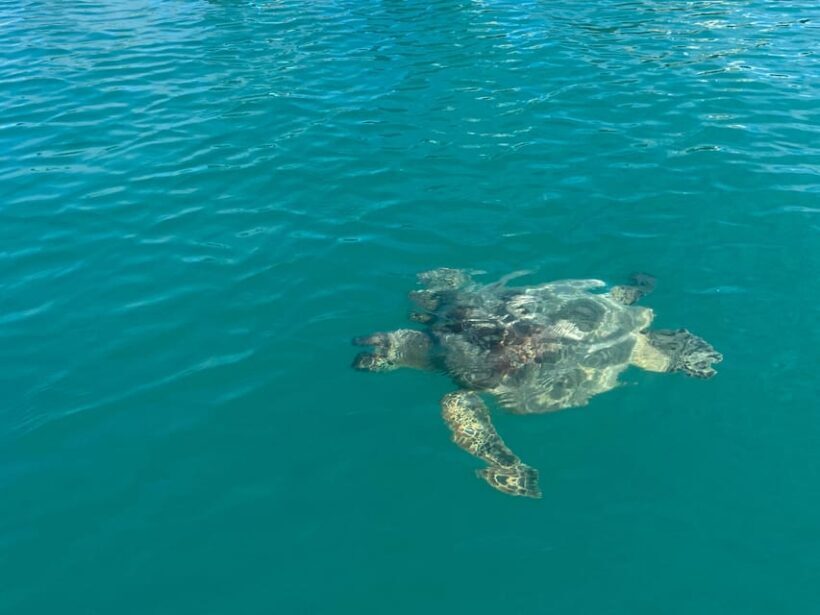 Honolulu: Intro to Stand-Up Paddling Class - Key Points