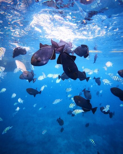 Honolulu: Private Waikiki Boat Cruises for up to 6 People - FAQ