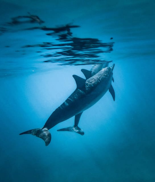 Honolulu: Private Waikiki Boat Cruises for up to 6 People - Key Points