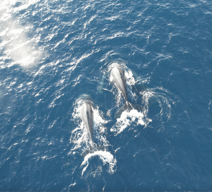 Honolulu: Private Waikiki Boat Cruises for up to 6 People - Who Should Consider This Tour?