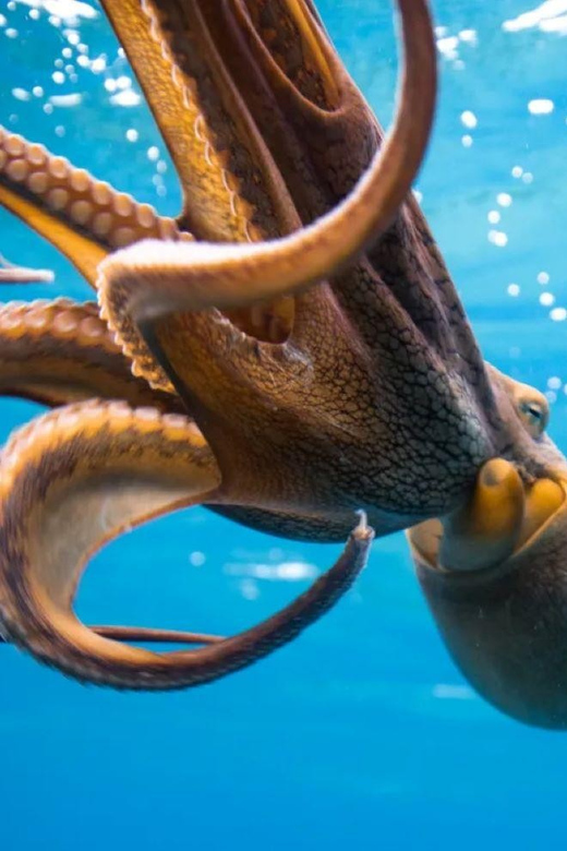 Honolulu: Scuba Diving for Certified Divers - The Value of a Certified Diver Tour in Honolulu