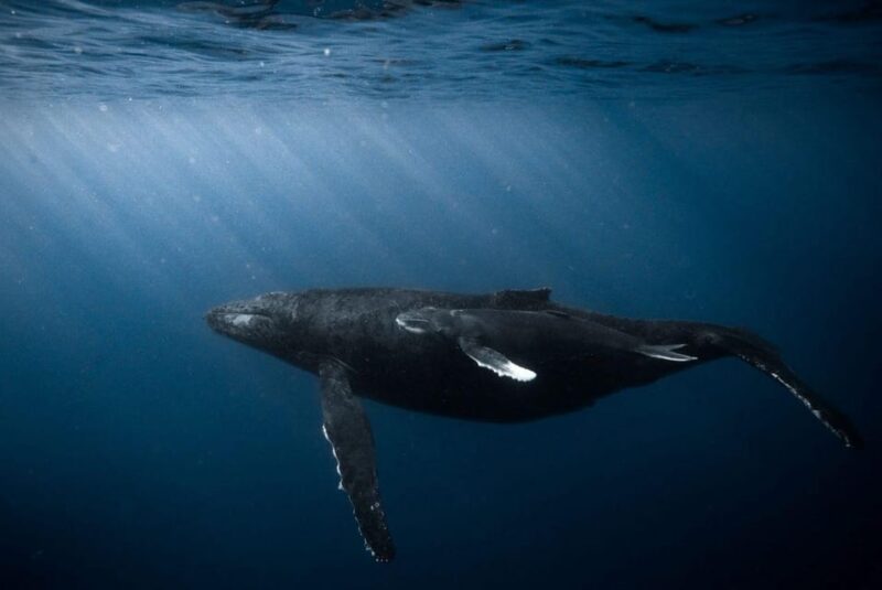 Honolulu: Scuba Diving for Certified Divers - Practical Details and Tips