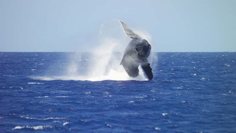 Honolulu: Whale Watching Cruise with Breakfast - The Vessel and Its Comforts