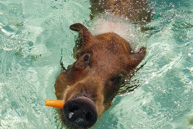 Honor Roll Private Bahamas Boat Charter - The Sum Up