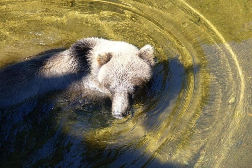 Hoonah: Chichagof Island Brown Bear Search - An Honest Look at the Hoonah Bear Search Tour