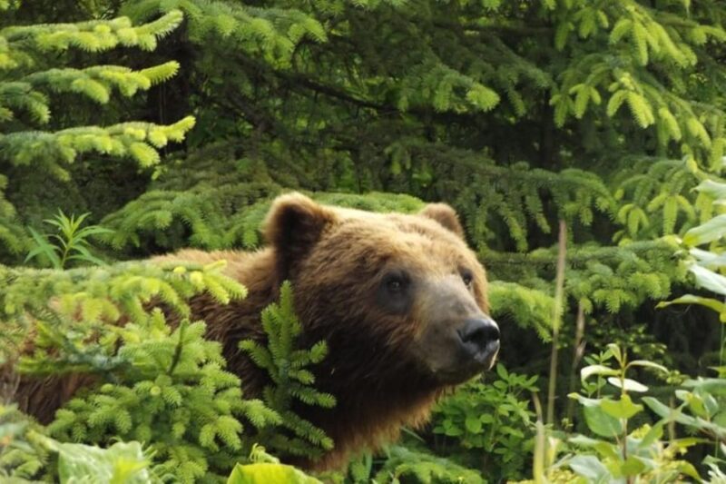 Hoonah: Chichagof Island Brown Bear Search - An Authentic Alaska Wildlife Experience