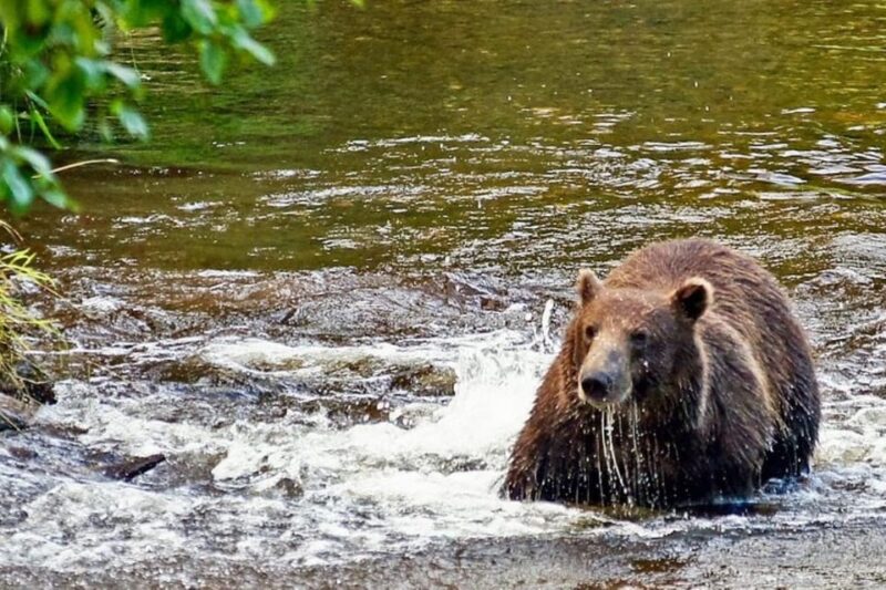 Hoonah: Chichagof Island Brown Bear Search - The Value of a Small-Group Tour