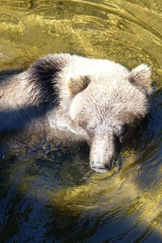 Hoonah: Chichagof Island Brown Bear Search - Price and Overall Value